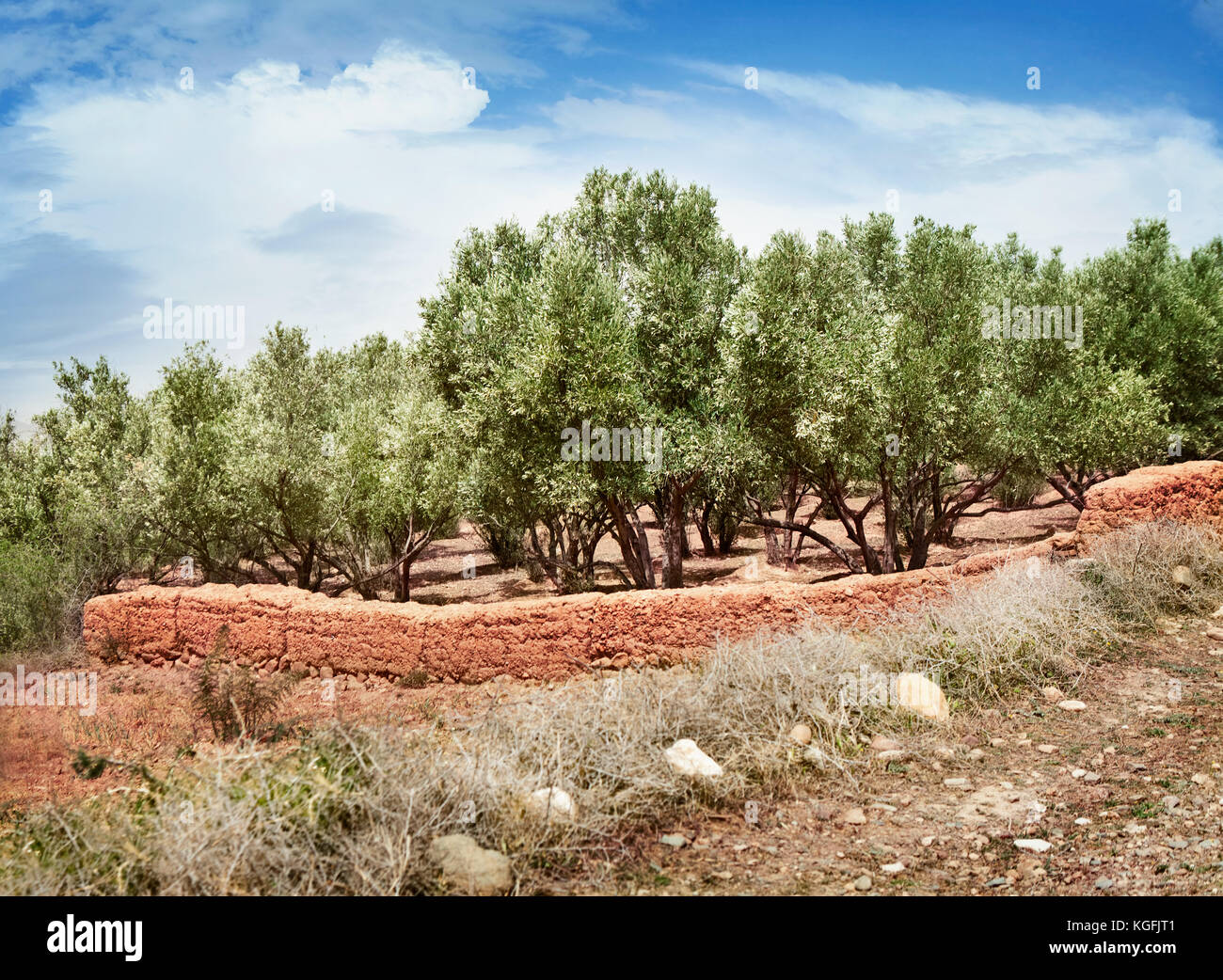 Plantation of olive trees in Morocco Stock Photo - Alamy