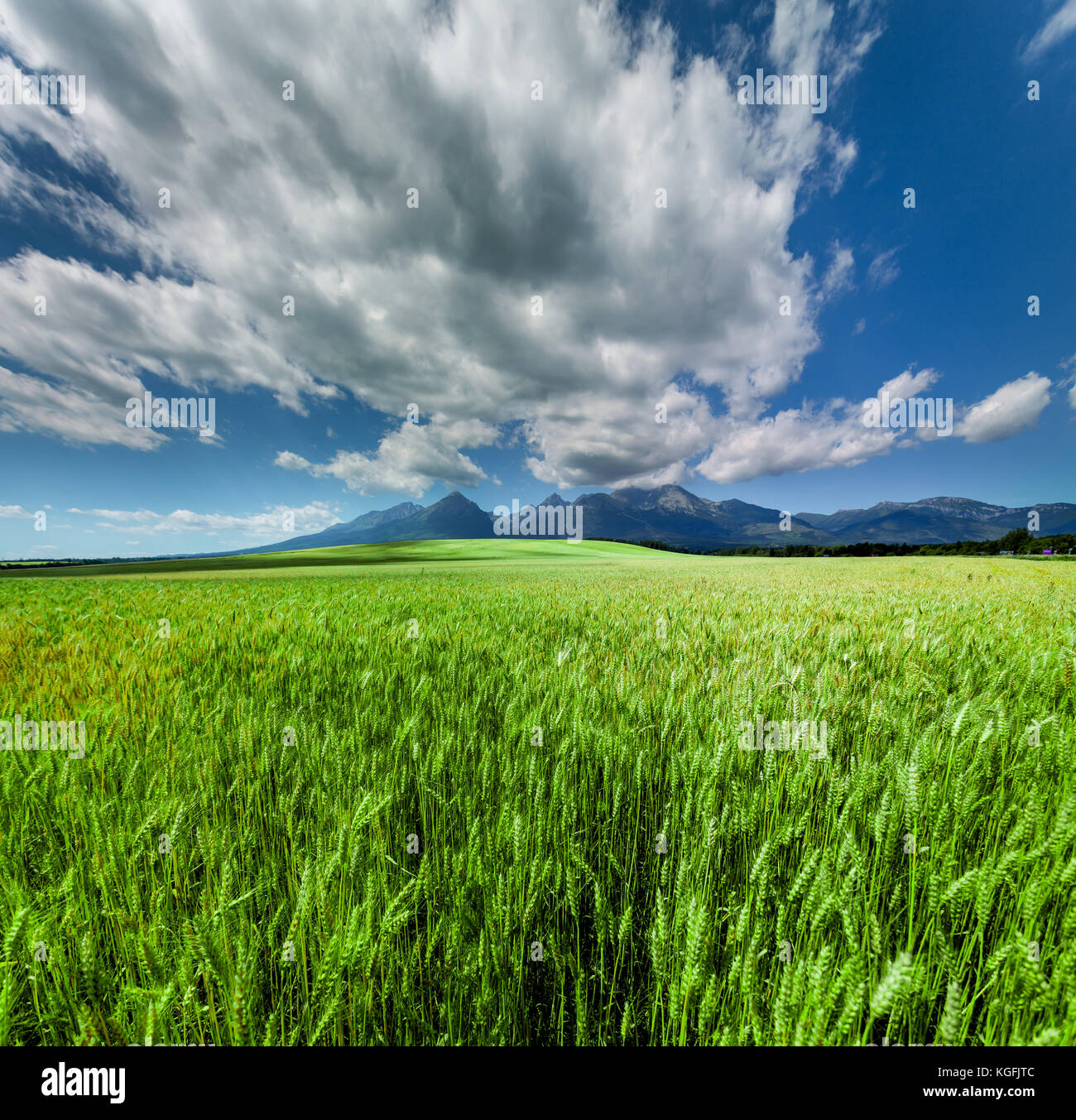 Hill countryside green grass field hi-res stock photography and images ...