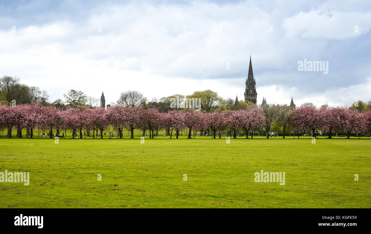 Spring in Meadows park, Edinburgh, sakura trees alley Stock Photo - Alamy