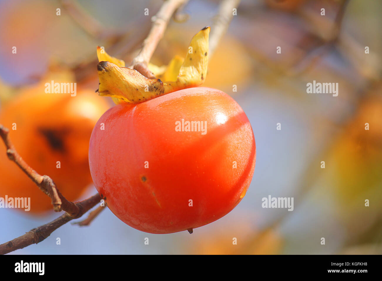 a ripe persimmon on a tree branch Stock Photo - Alamy