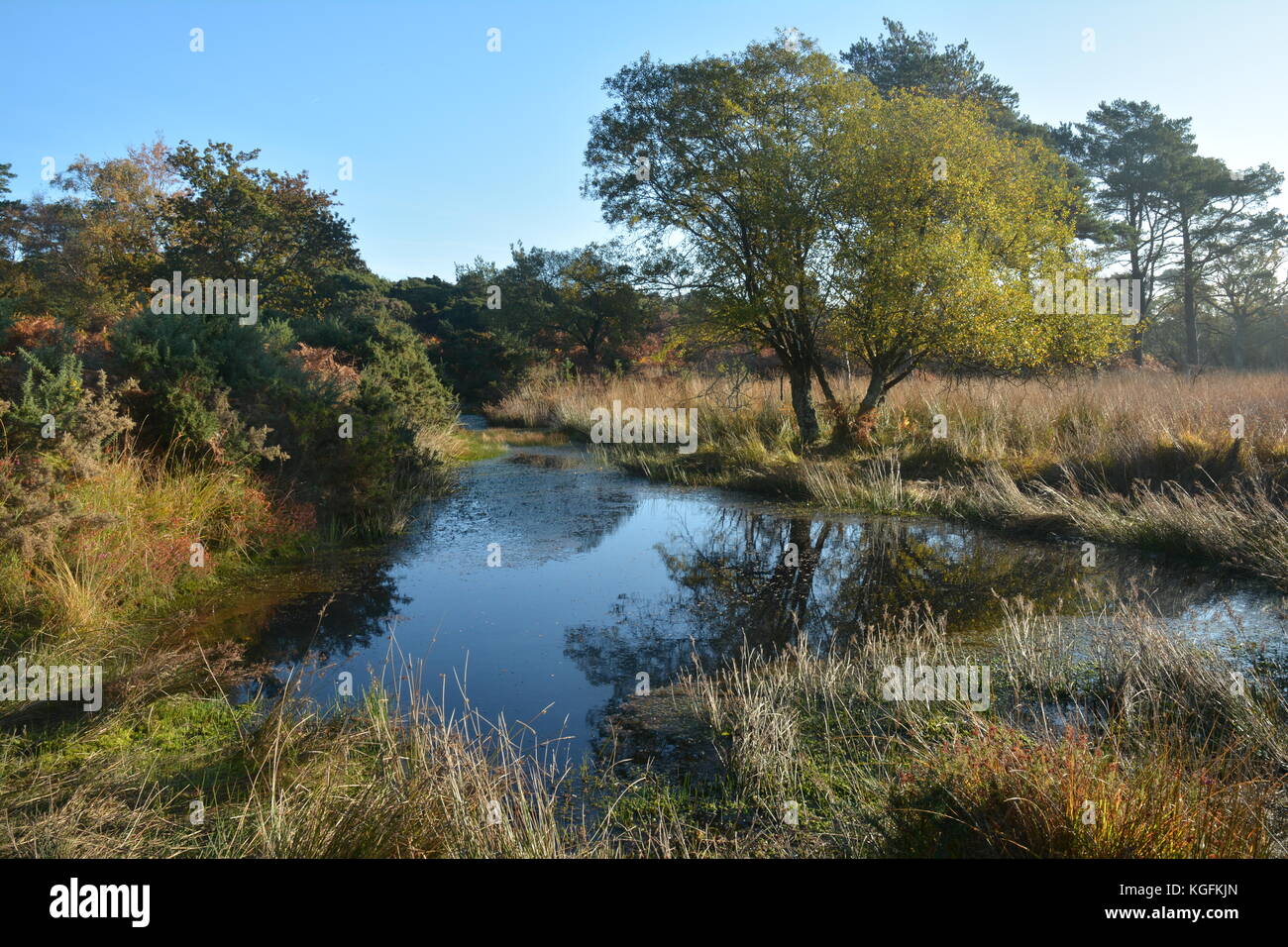 Pond, Arne Nature Reserve, Dorset, England Stock Photo - Alamy