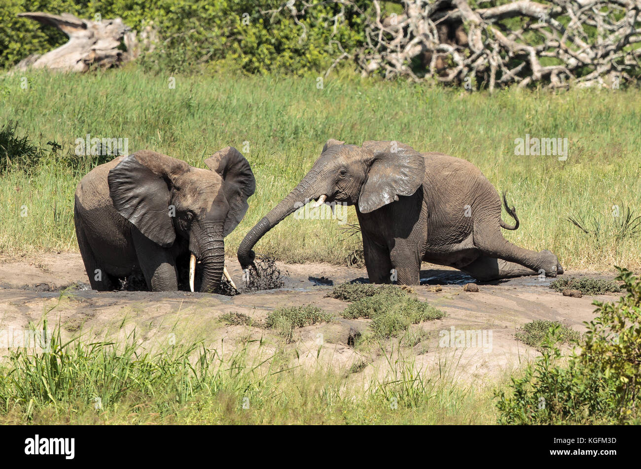 Mud Wallowing High Resolution Stock Photography and Images - Alamy