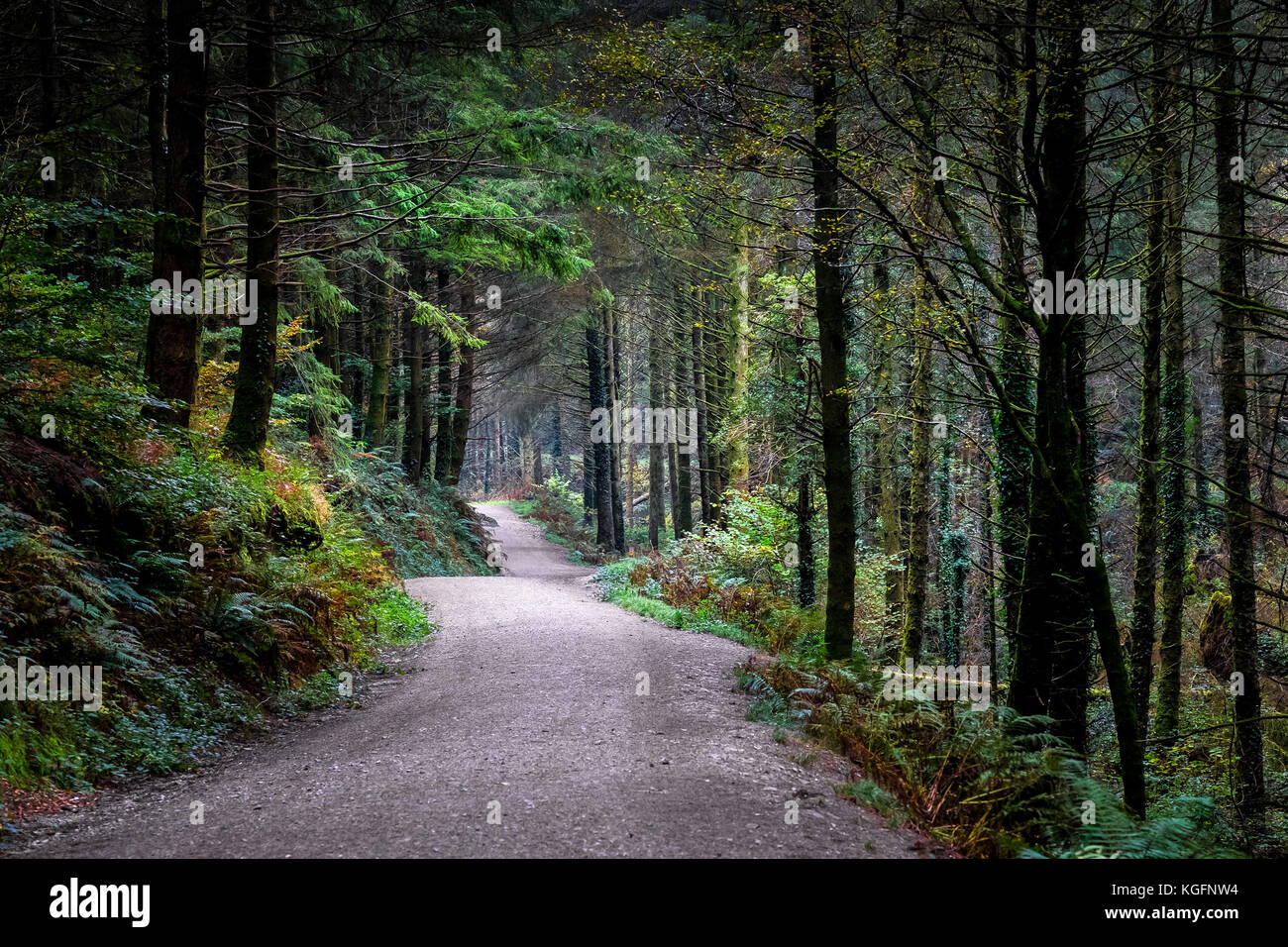 Cardinham woods autumn hi-res stock photography and images - Alamy