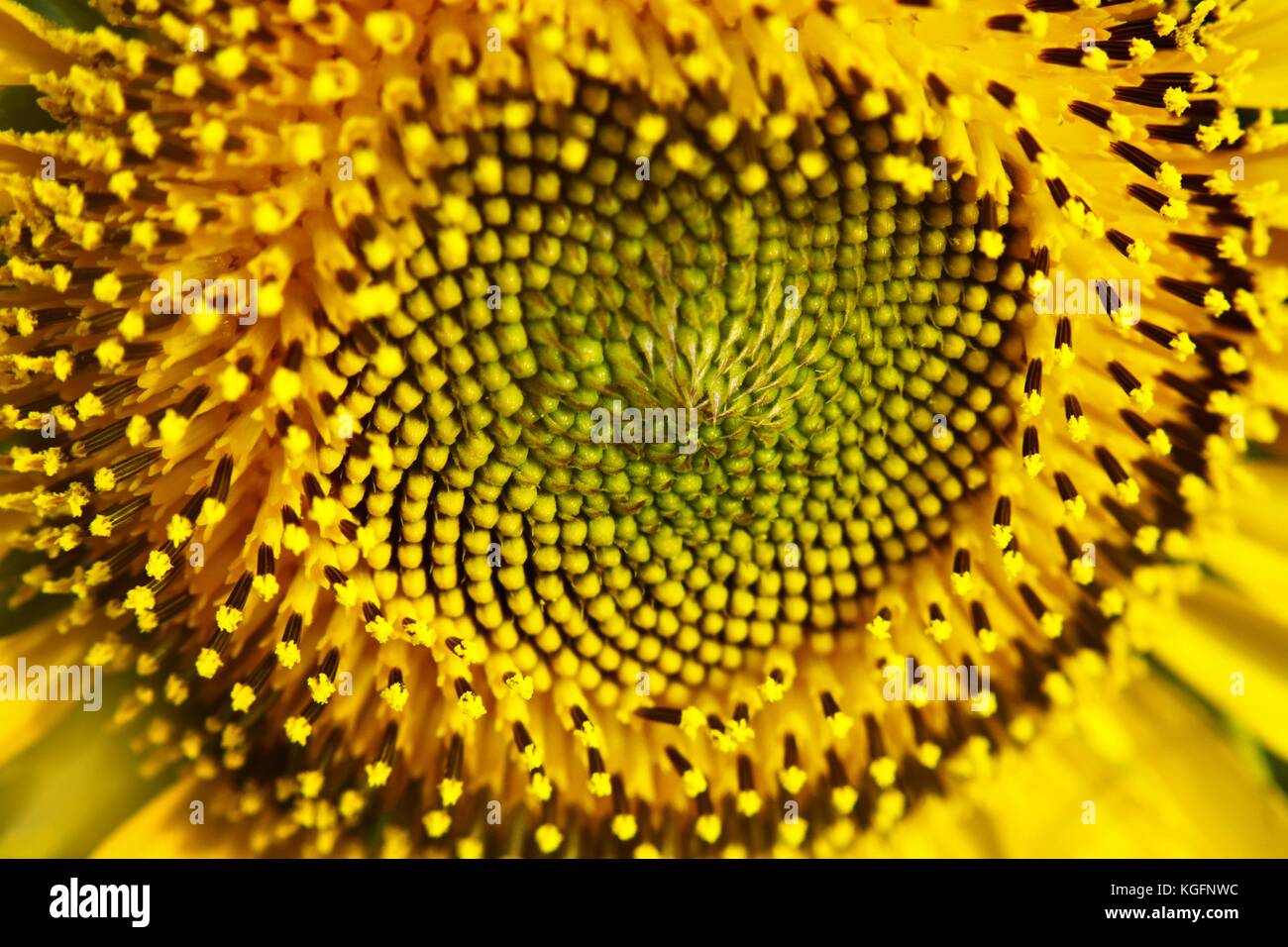 Sunflower closed hi-res stock photography and images - Alamy