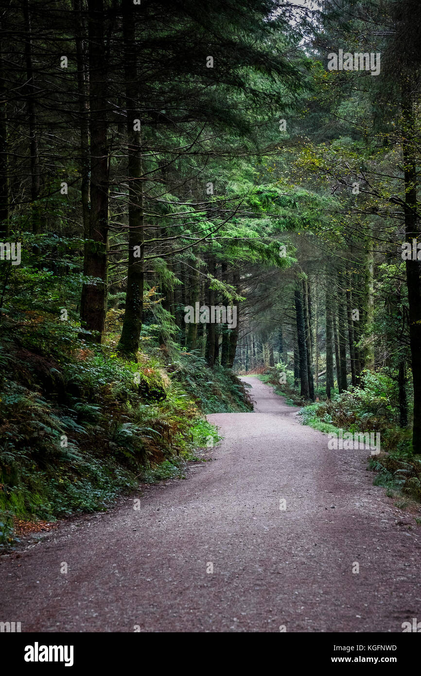 Cardinham Woods in Cornwall - a track running through Cardinham Woods ...