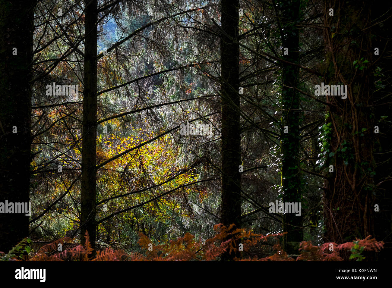 Cardinham Woods in Cornwall - foliage lit by late evening sunlight in ...