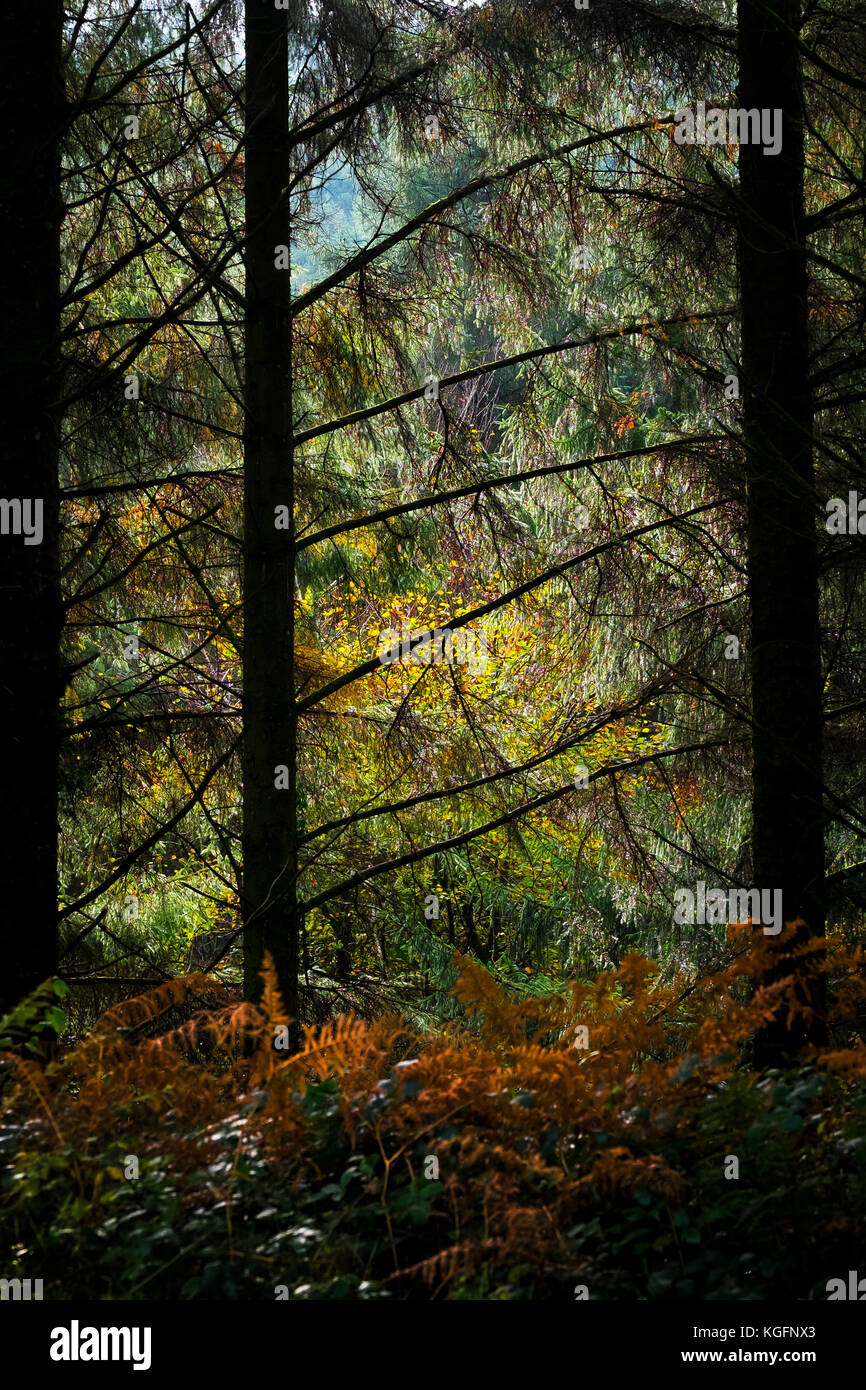 Cardinham woods autumn hi-res stock photography and images - Alamy