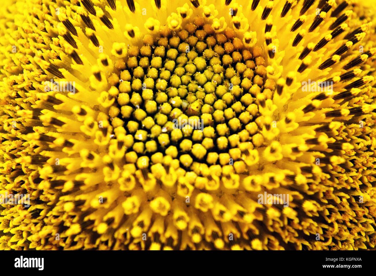 Sunflower closed hi-res stock photography and images - Alamy