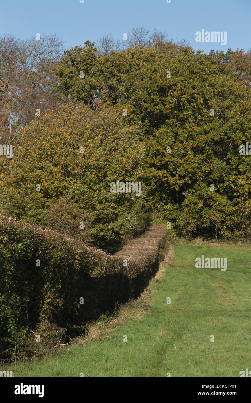 Lloyd Park in Croydon on an autumn morning Stock Photo - Alamy