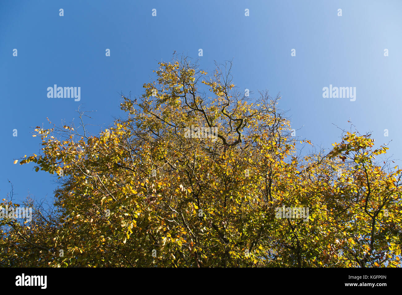 Lloyd Park in Croydon on an autumn morning Stock Photo - Alamy