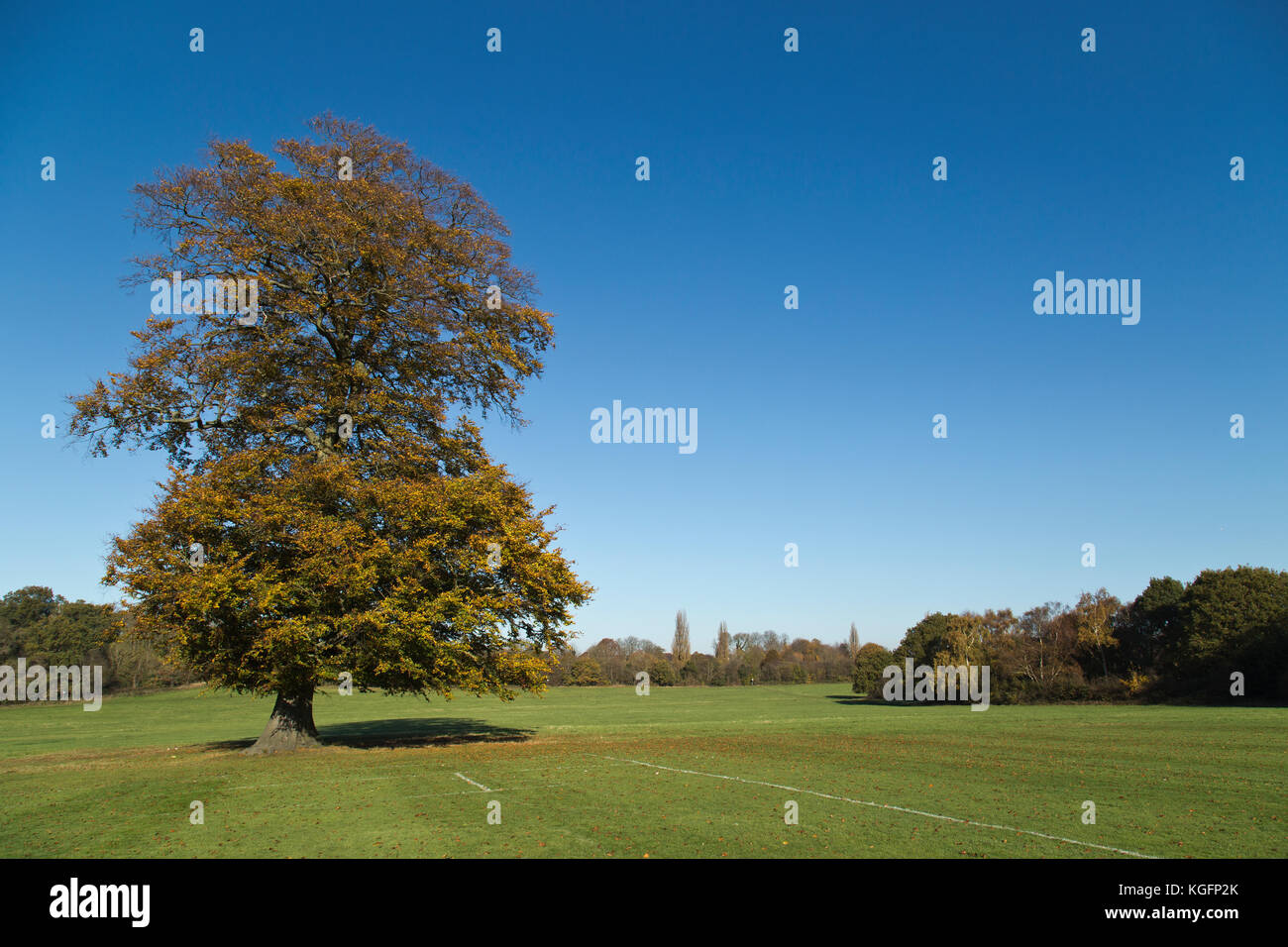 Lloyd Park in Croydon on an autumn morning Stock Photo - Alamy