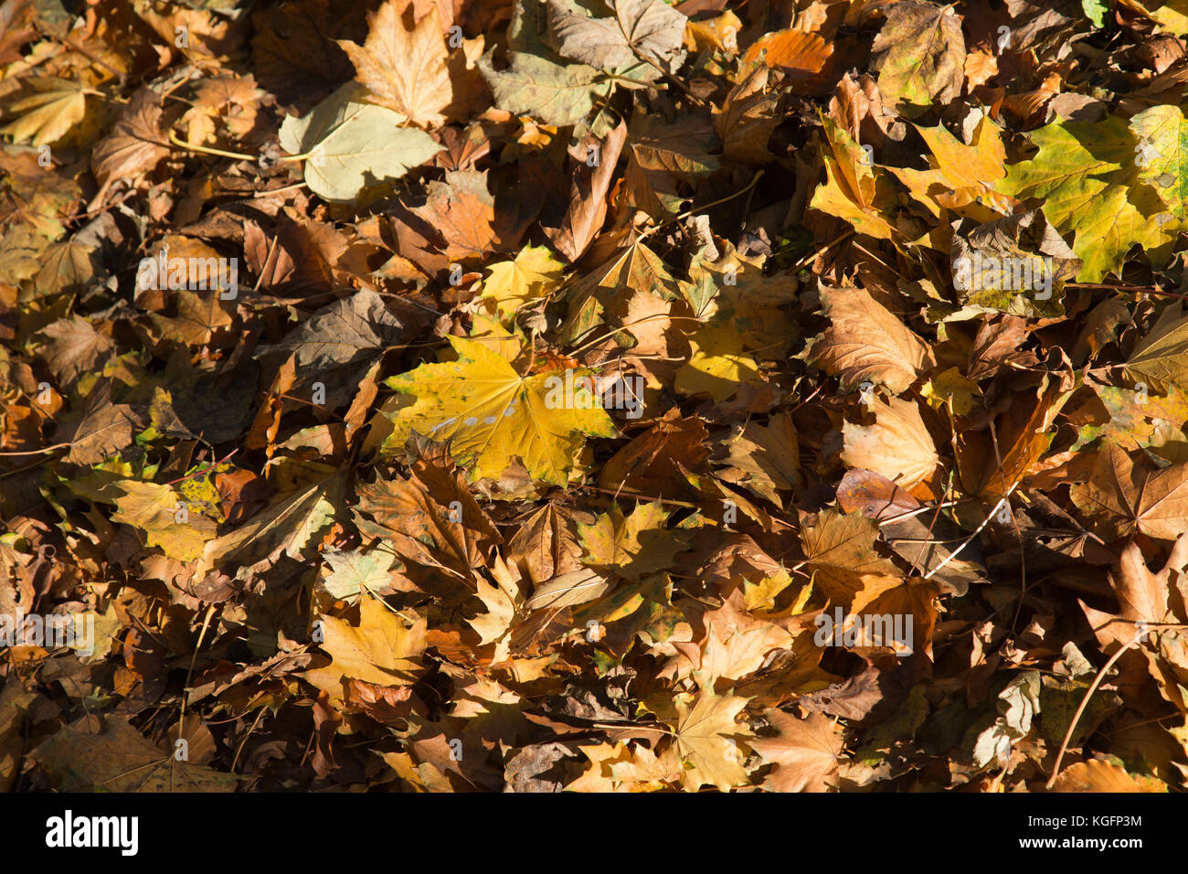 Lloyd Park in Croydon on an autumn morning Stock Photo - Alamy