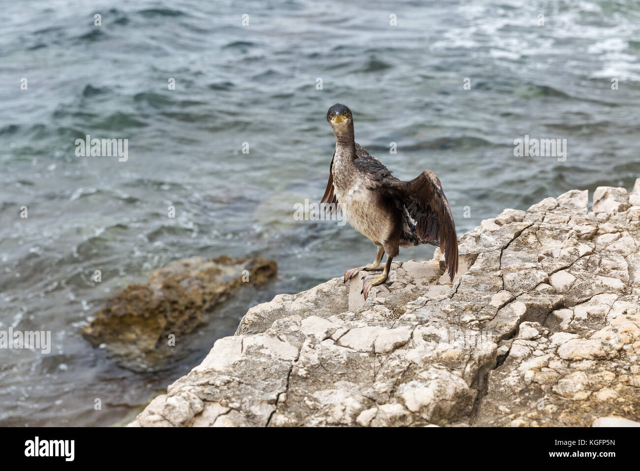 Great Cormorant Bird closeup in Istria, Croatia Stock Photo - Alamy