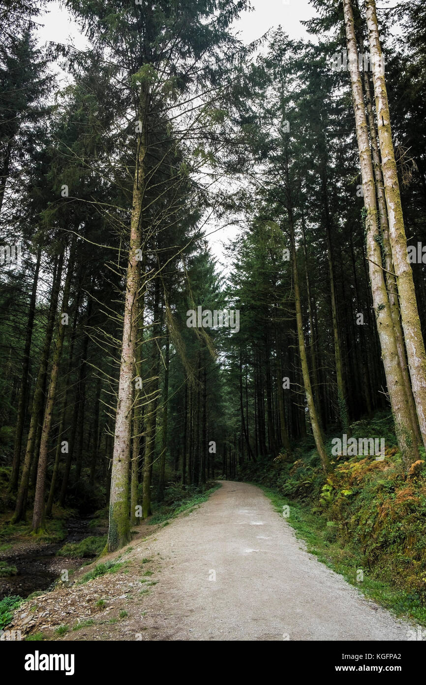 Cardinham Woods in Cornwall - a track running through Cardinham Woods ...