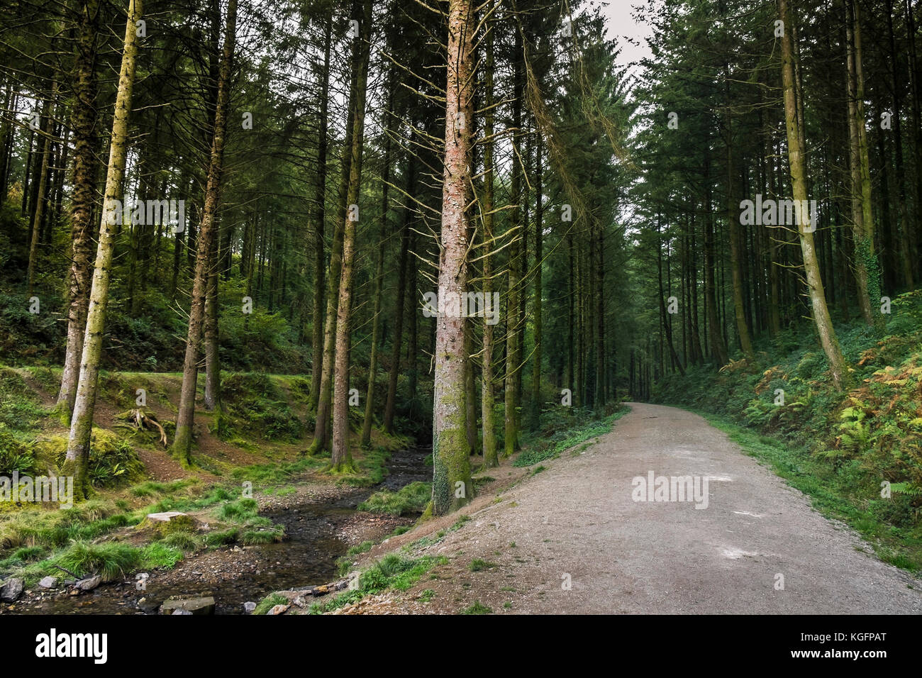 Cardinham Woods in Cornwall - a wide track running through Cardinham ...