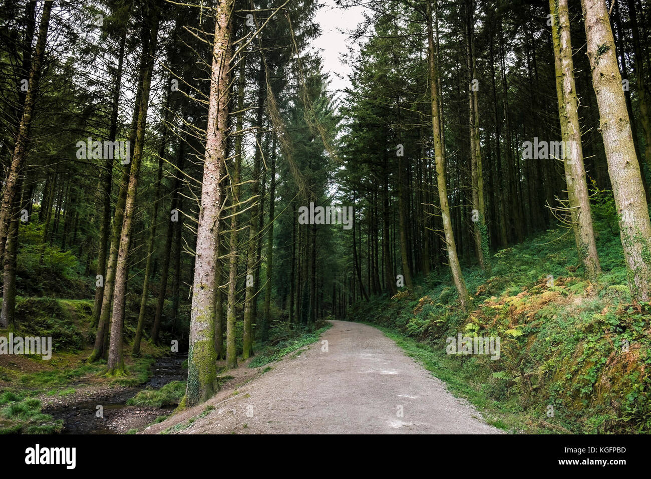 Cardinham Woods in Cornwall - a wide track running through Cardinham ...