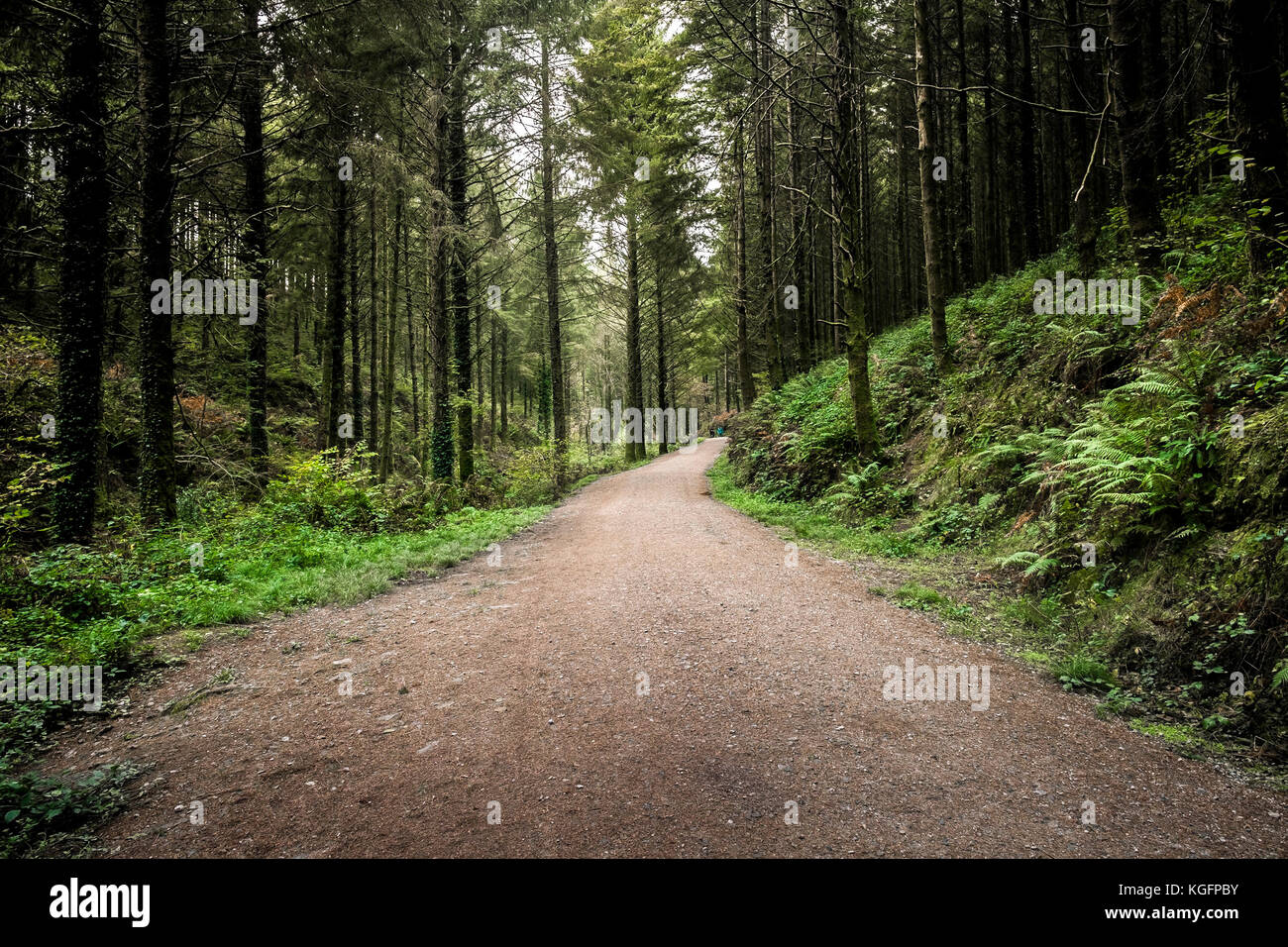 Cardinham Woods in Cornwall - a wide track running through Cardinham ...