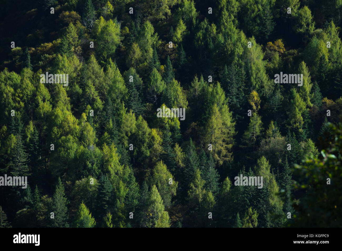 Evergreen Forest Overview. Dark trees Stock Photo - Alamy