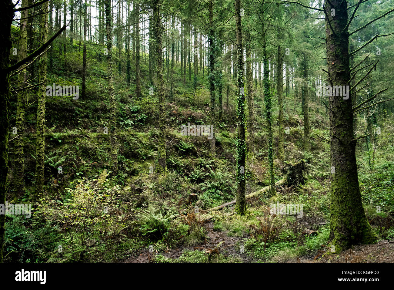 Cardinham Woods in Cornwall - trees and undergrowth in Cardinham Woods ...