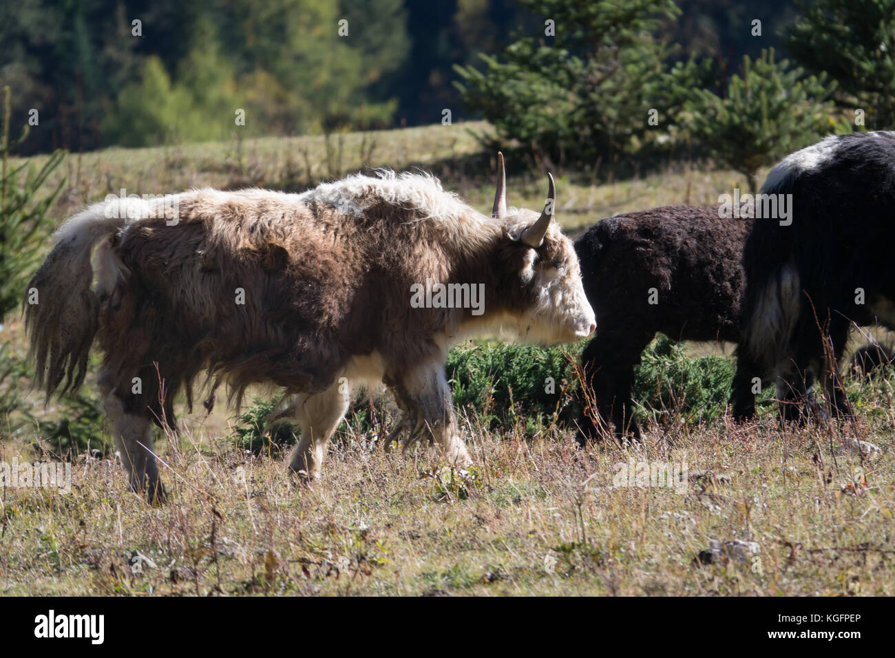Yak (Himalayan yak Stock Photo - Alamy