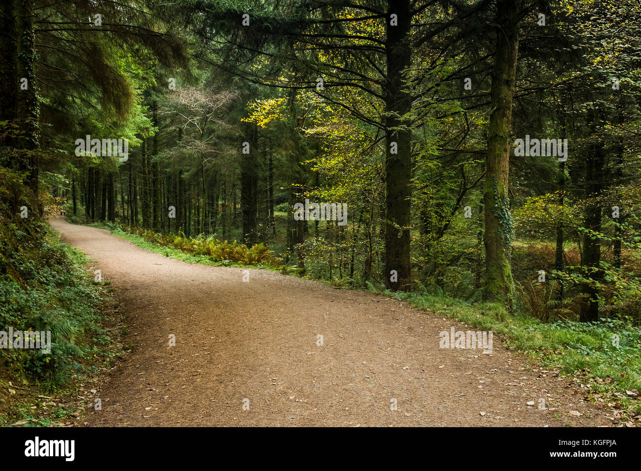 Cardinham Woods in Cornwall - a wide path running through Cardinham ...