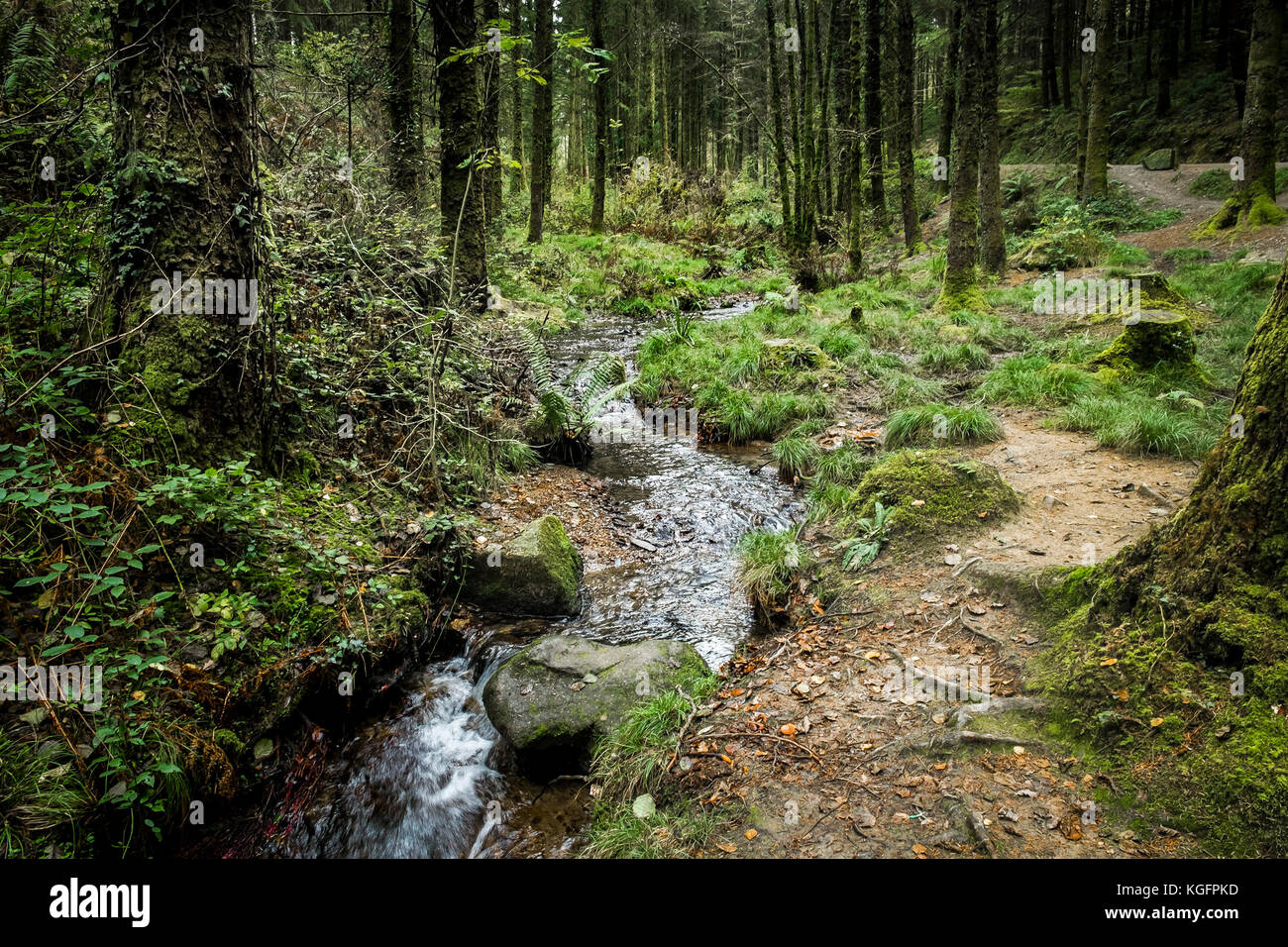 Cardinham Woods Cornwall - a stream running through Cardinham Woods in ...