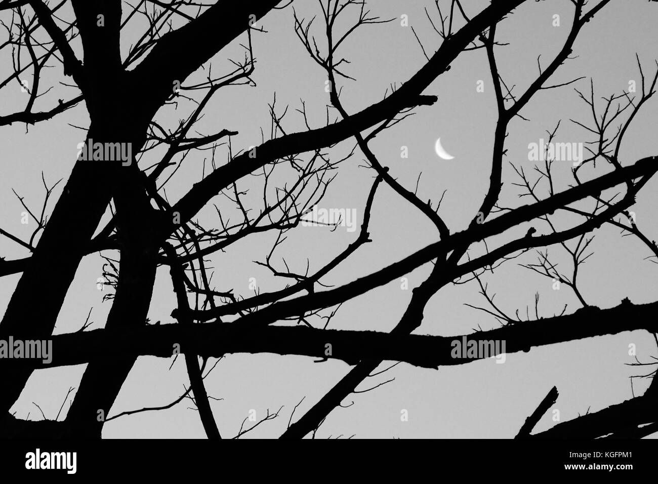 small moon behind a tree Stock Photo - Alamy