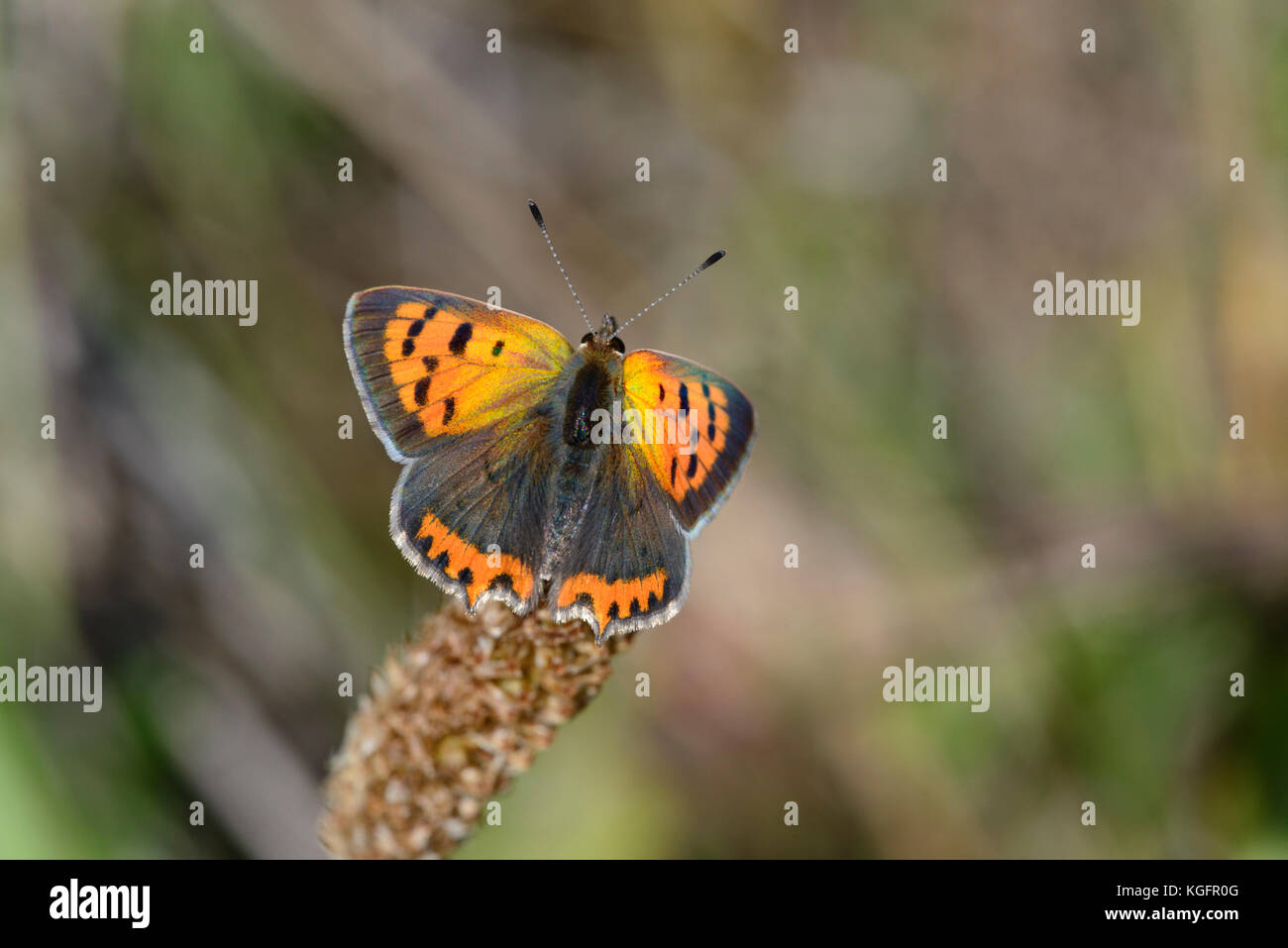 Small Copper butterfly (Lycaena phlaeas Stock Photo - Alamy