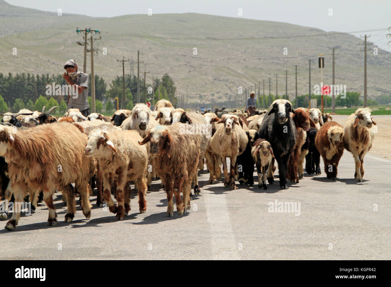 Persian sheep hi-res stock photography and images - Alamy