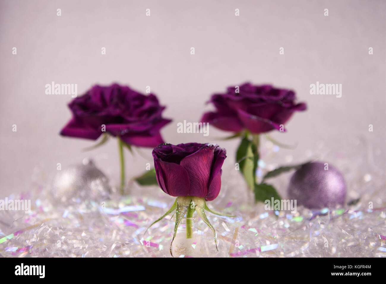 Most Beautiful Images Of Purple Roses