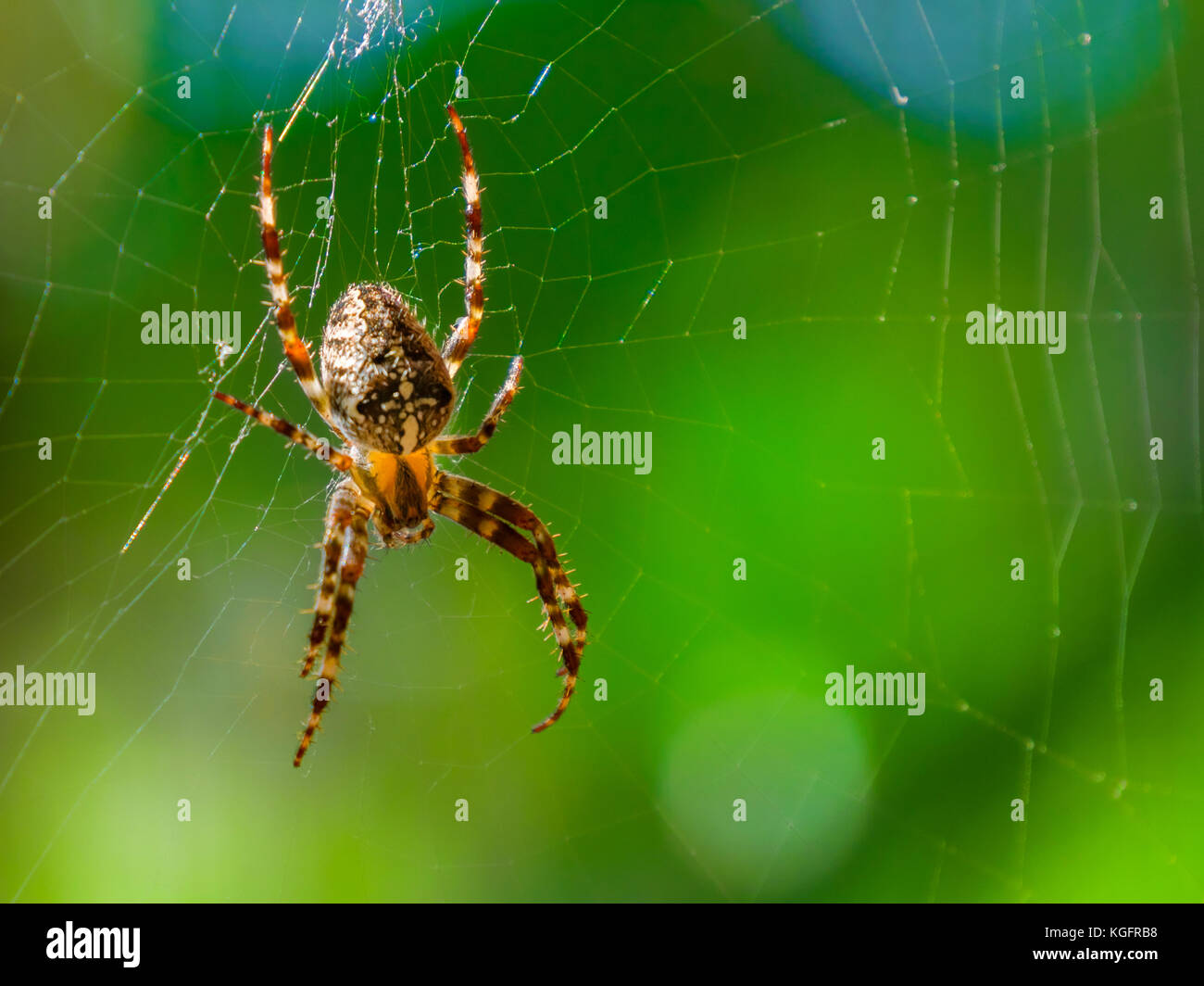 Spider close-up on a green background Stock Photo - Alamy