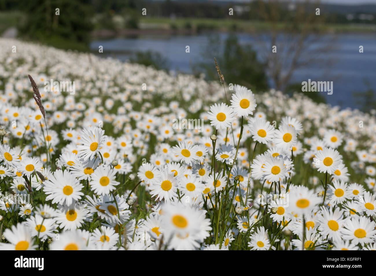 Dichter margeriten bestand hi-res stock photography and images - Alamy