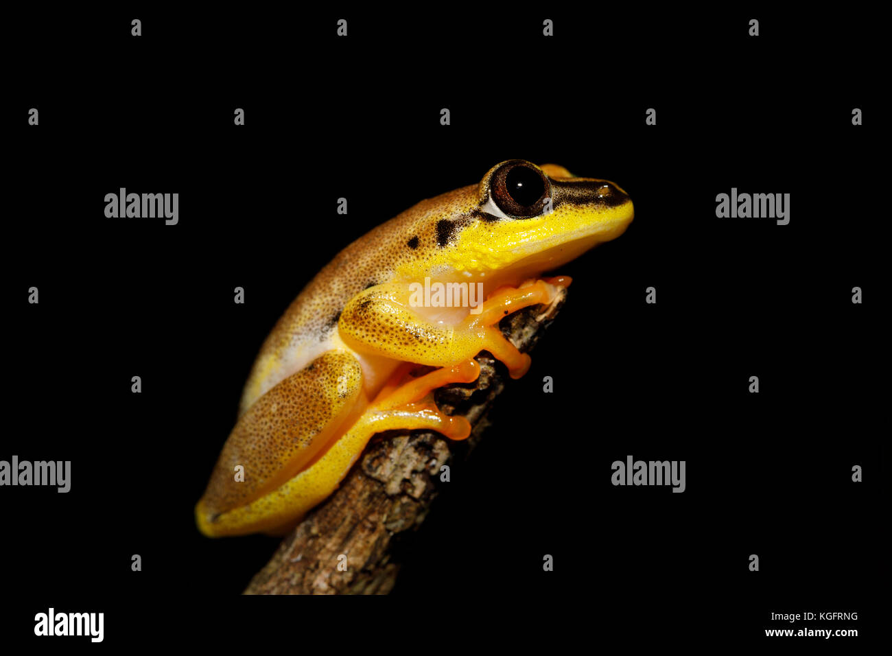 Spotted reed frog hi-res stock photography and images - Alamy