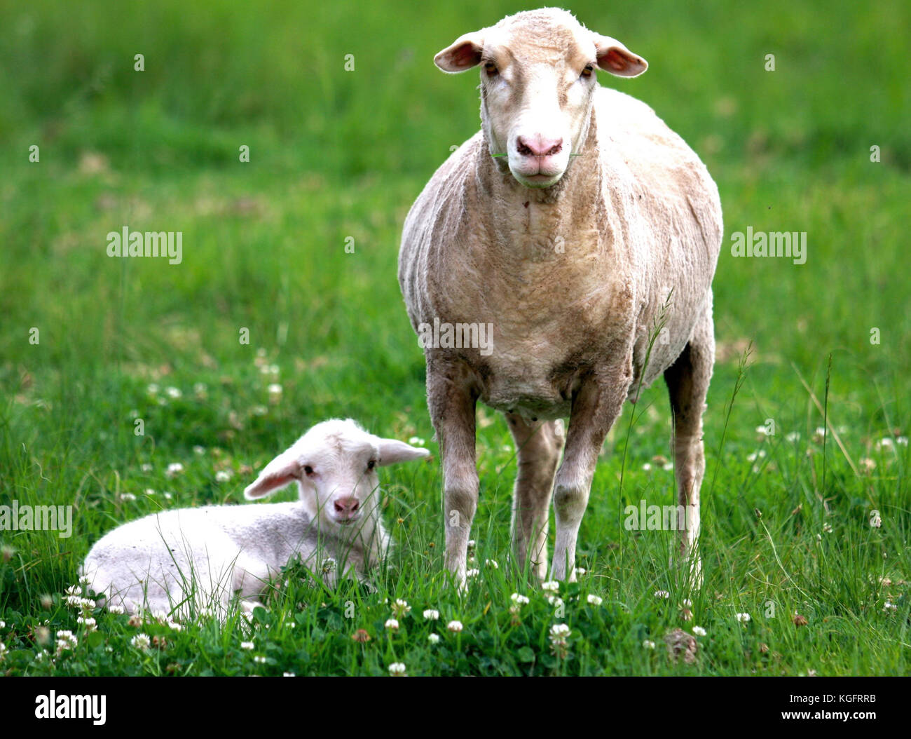 Little lamb resting in the grass Stock Photo - Alamy