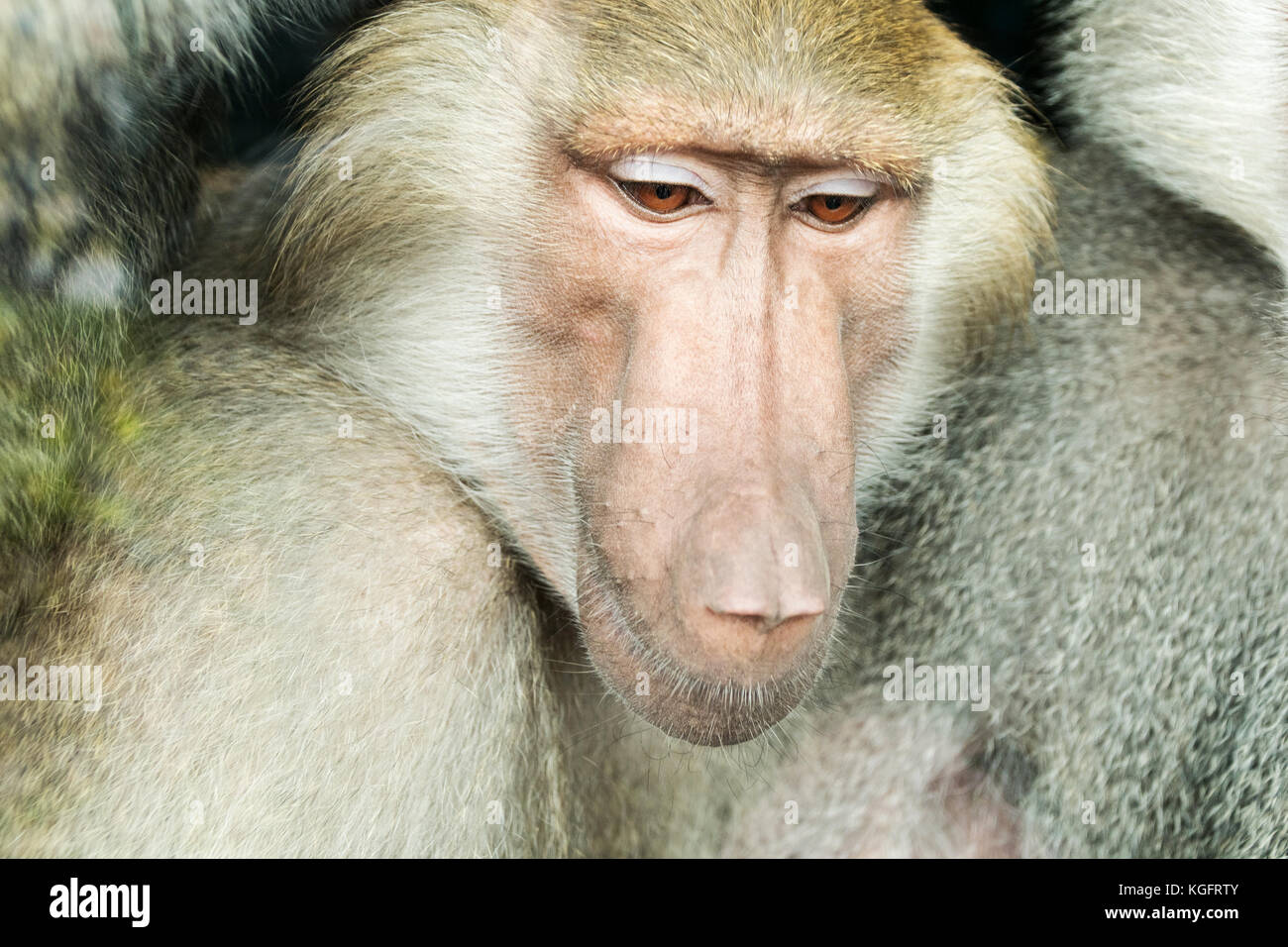 Portrait of a baboon female Stock Photo - Alamy