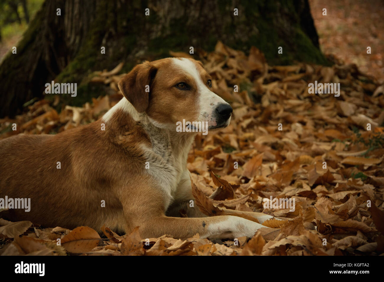 Dog in the autumn forest Stock Photo - Alamy