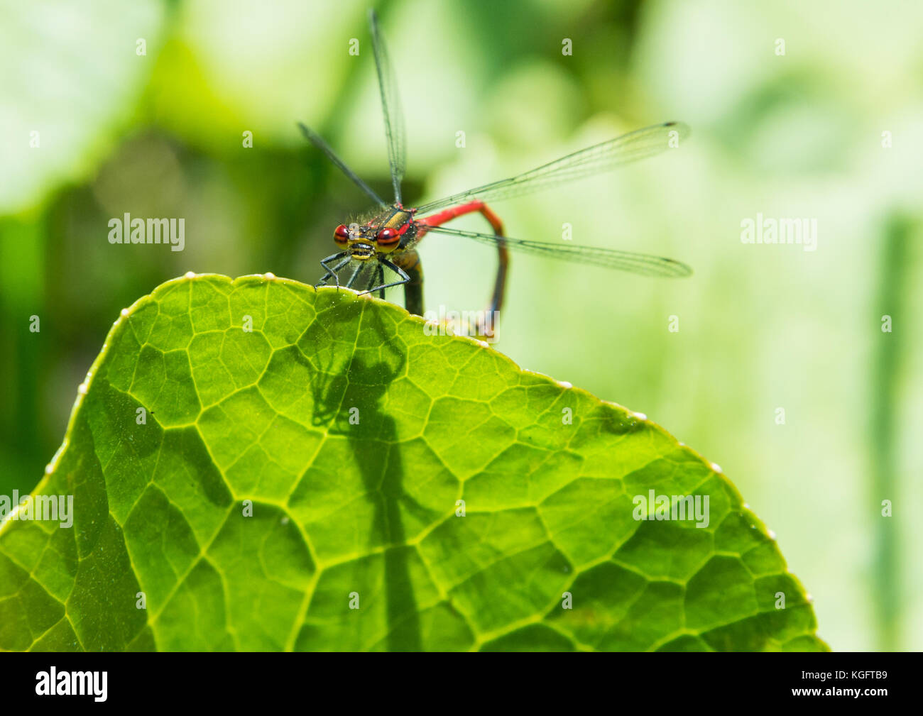 Damselfly and vegetation hi-res stock photography and images - Alamy
