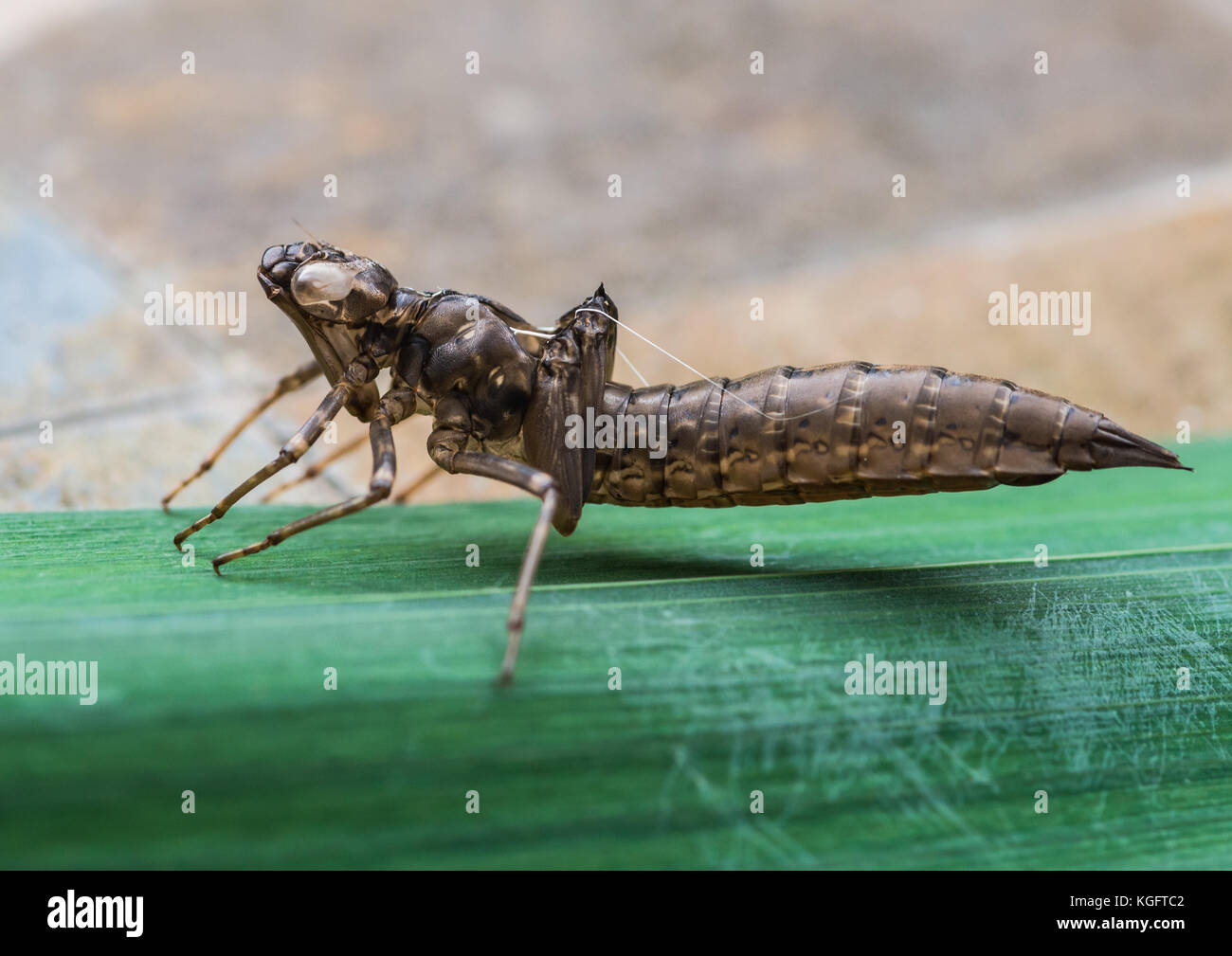 A dragonfly nymph hi-res stock photography and images - Alamy