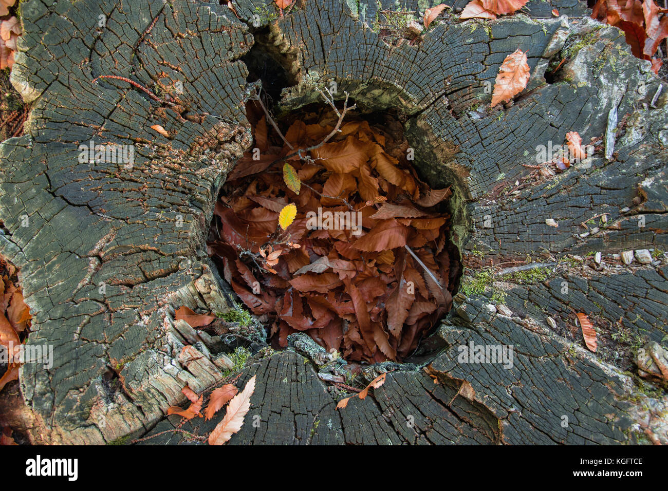 Trunk full of leaves hi-res stock photography and images - Alamy