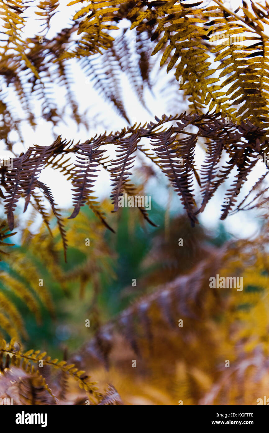 Autumn colorful fern Stock Photo - Alamy
