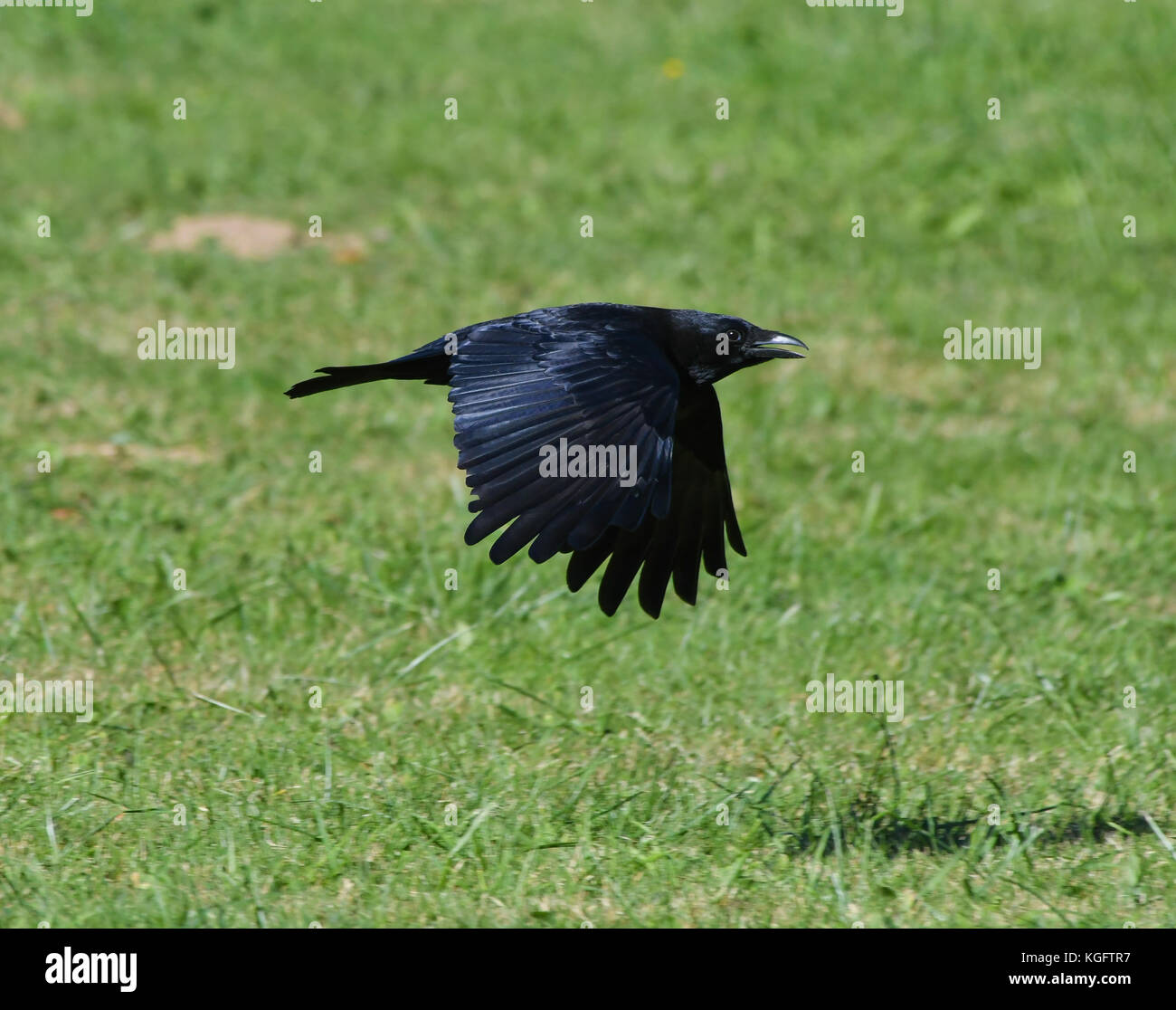 Carrion crow flying in a field Stock Photo - Alamy