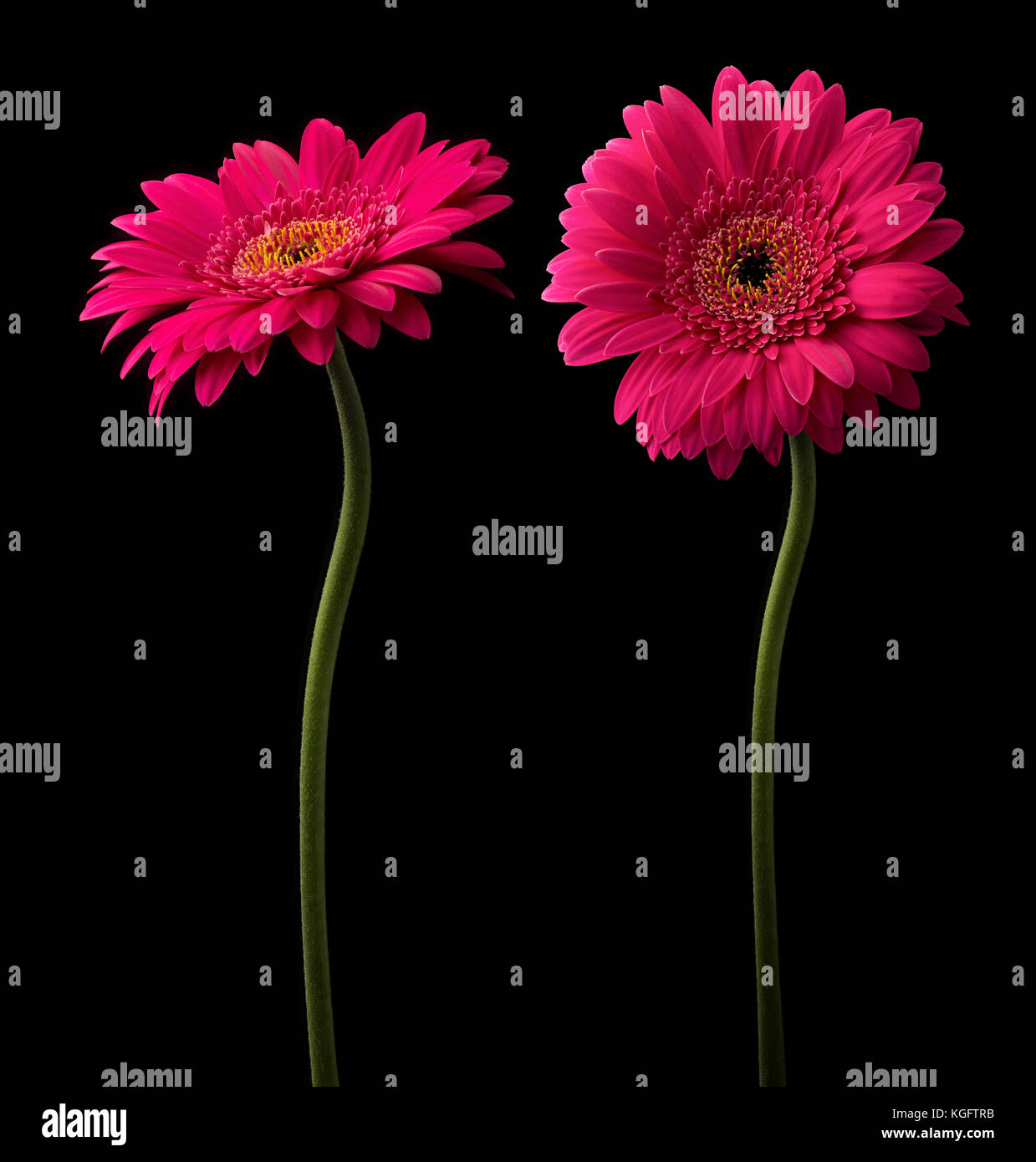 Gerbera set isolated on black Stock Photo - Alamy