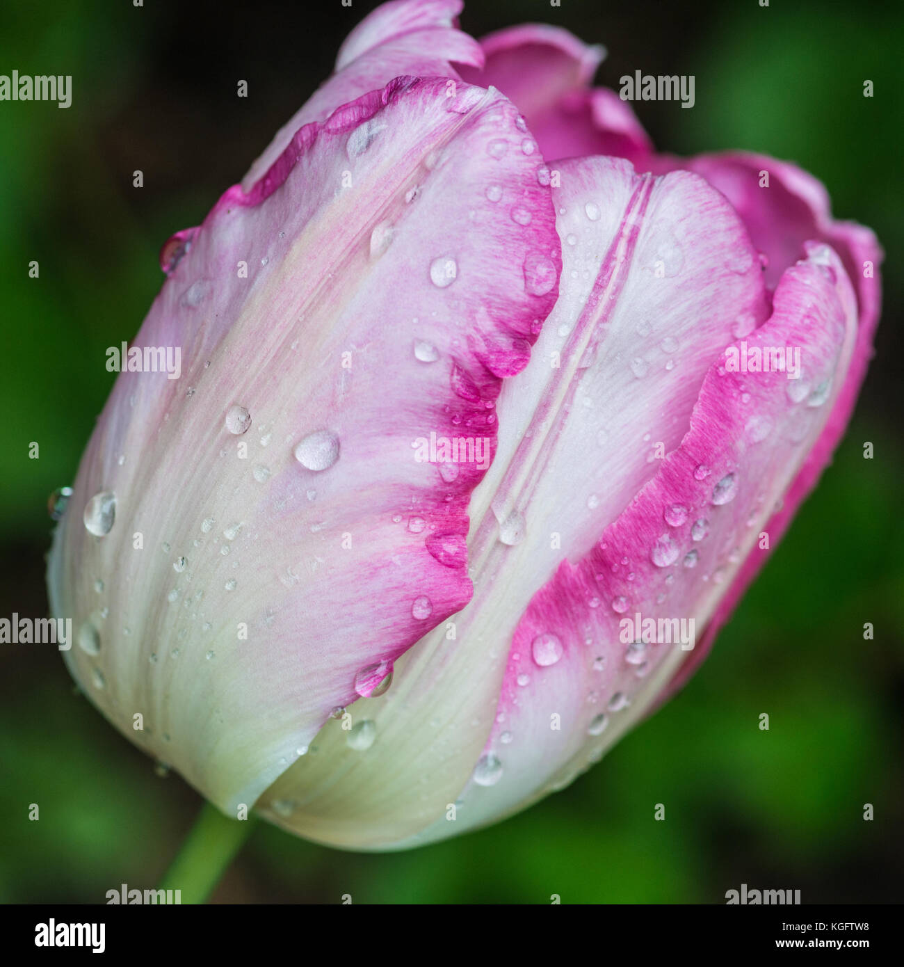Wet bloom hi-res stock photography and images - Alamy
