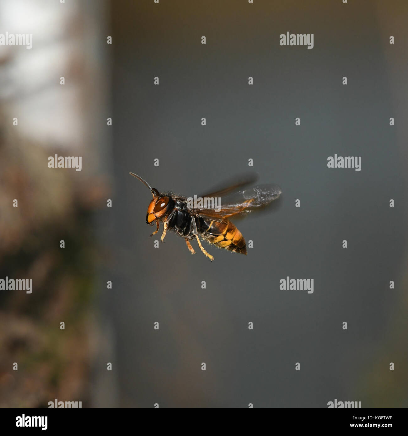 Asian wasp in flight Stock Photo - Alamy