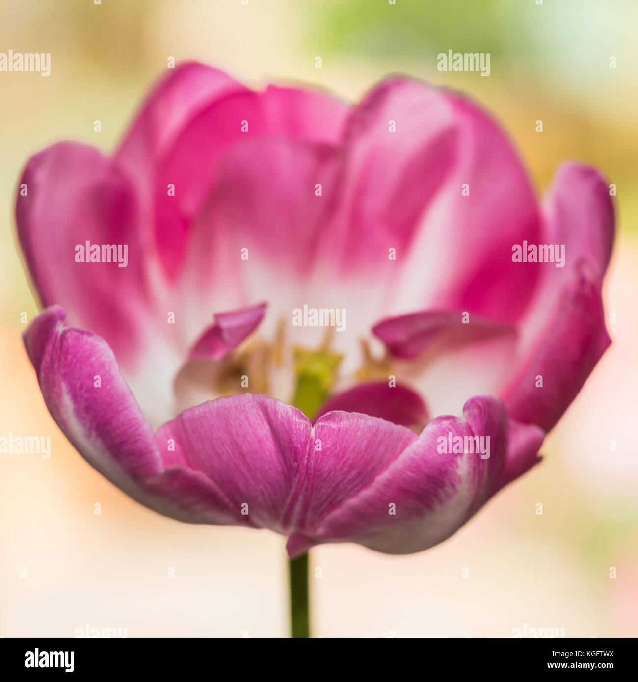 Tulipa bloom hi-res stock photography and images - Alamy