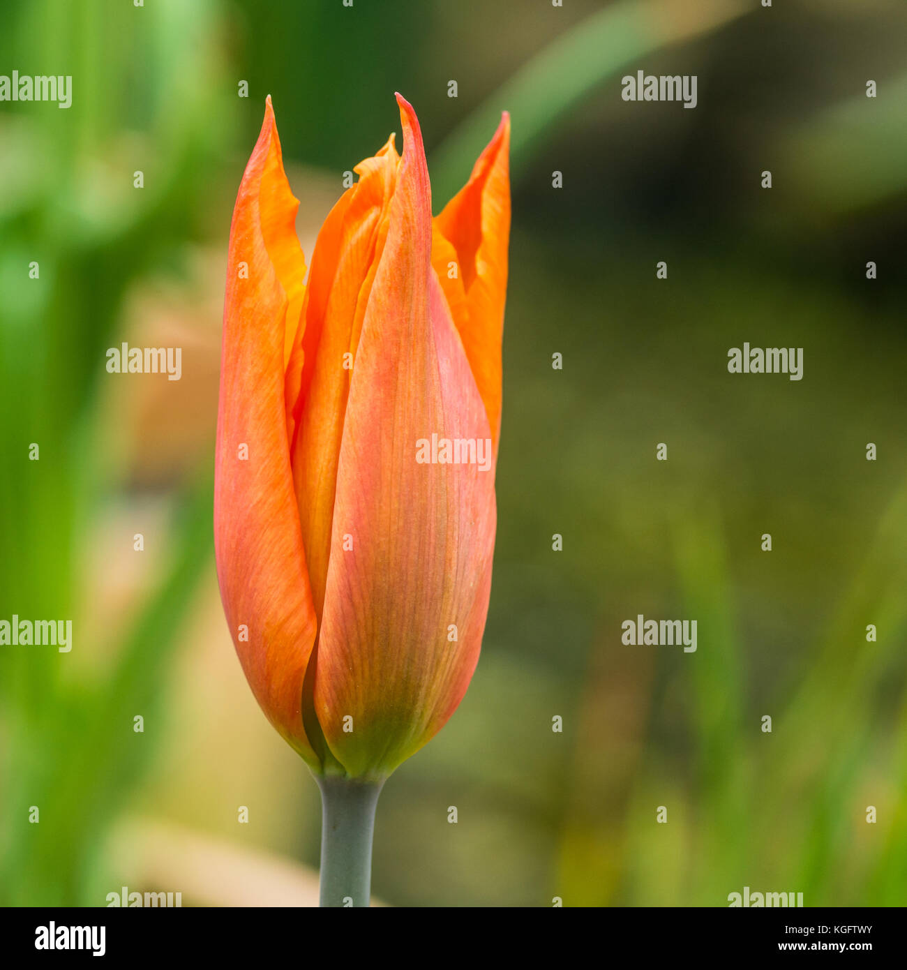 Tulipa ballerina flower hi-res stock photography and images - Alamy