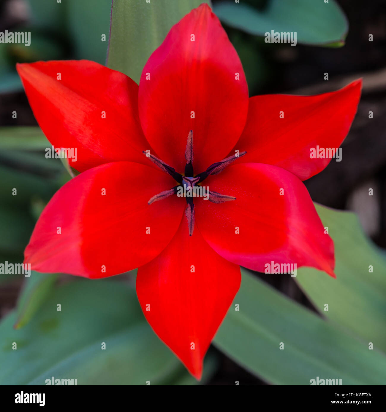 Tulip little princess close up hi-res stock photography and images - Alamy