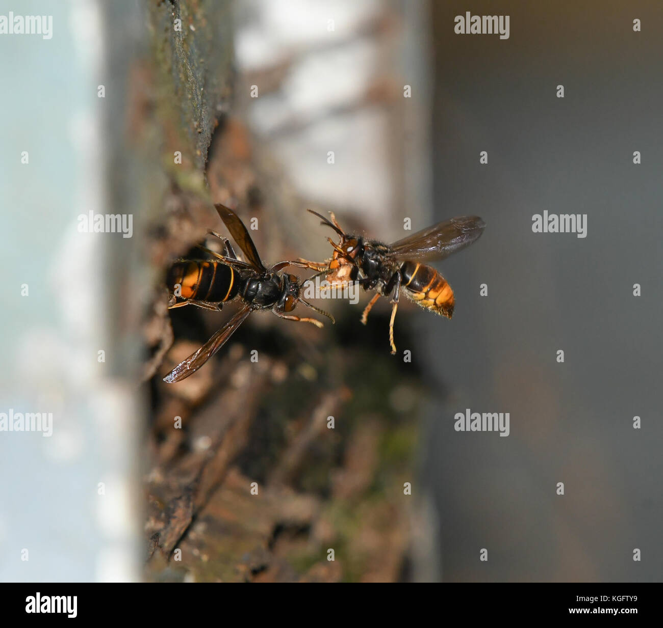 Asian wasp in flight Stock Photo - Alamy