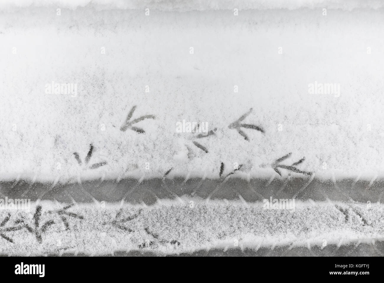 Footprints in the snow. Footprints on the first snow. Imprint of Stock ...