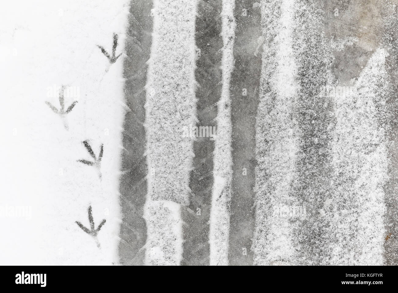 Footprints in the snow. Footprints on the first snow. Imprint of Stock ...